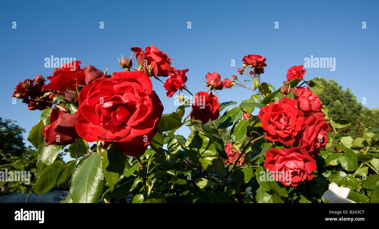 red roses against blue sky Stock Photo - Alamy