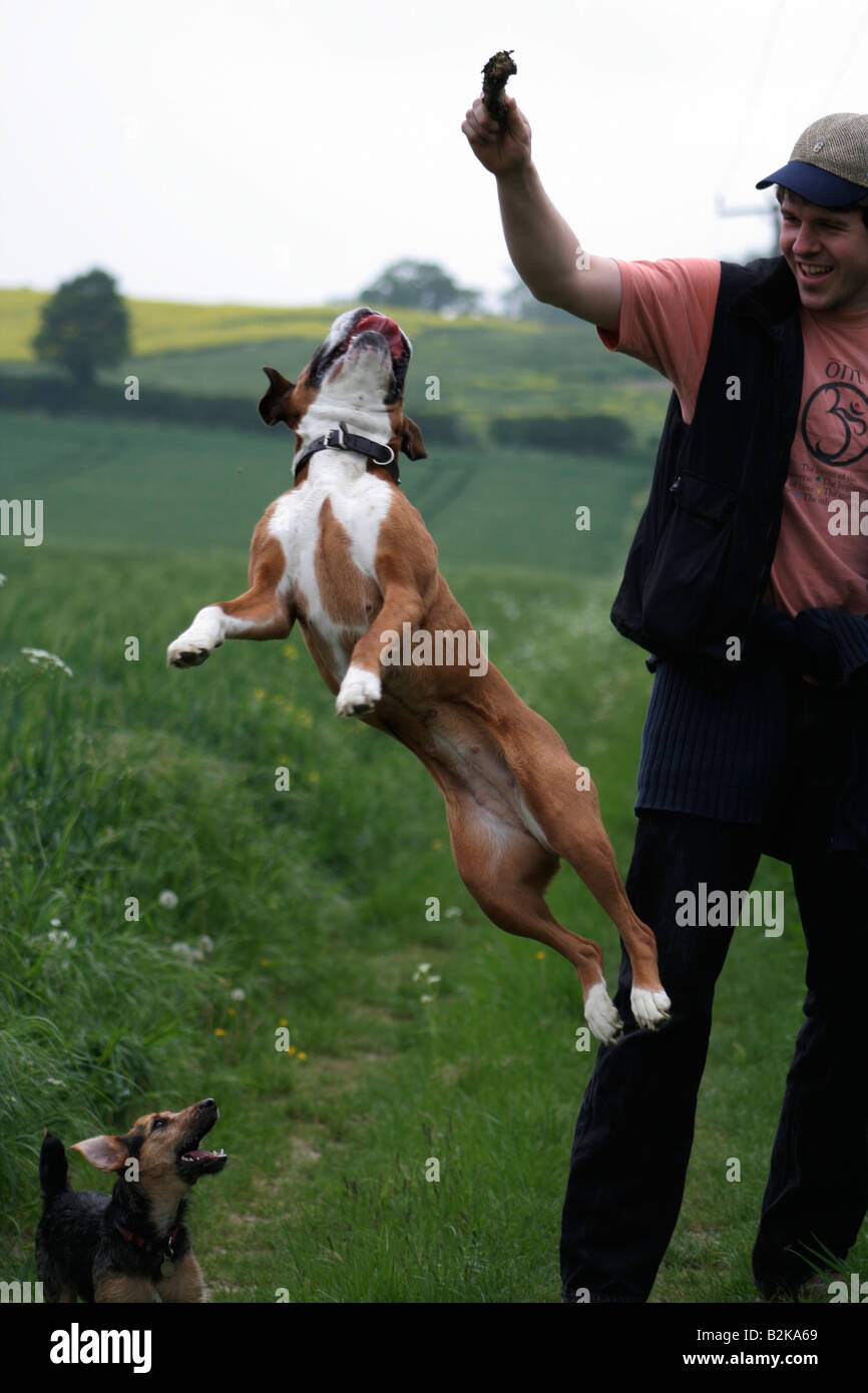Big dog jumping at man hi-res stock photography and images - Alamy