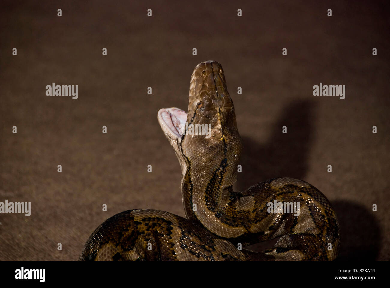 Animal Image taken at Crocodile Farm Samui Island Thailand Python Stock ...