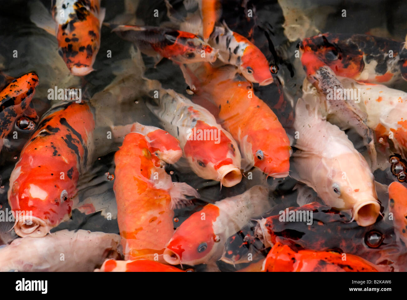 Feeding Fish Frenzy, Singapore Stock Photo - Alamy
