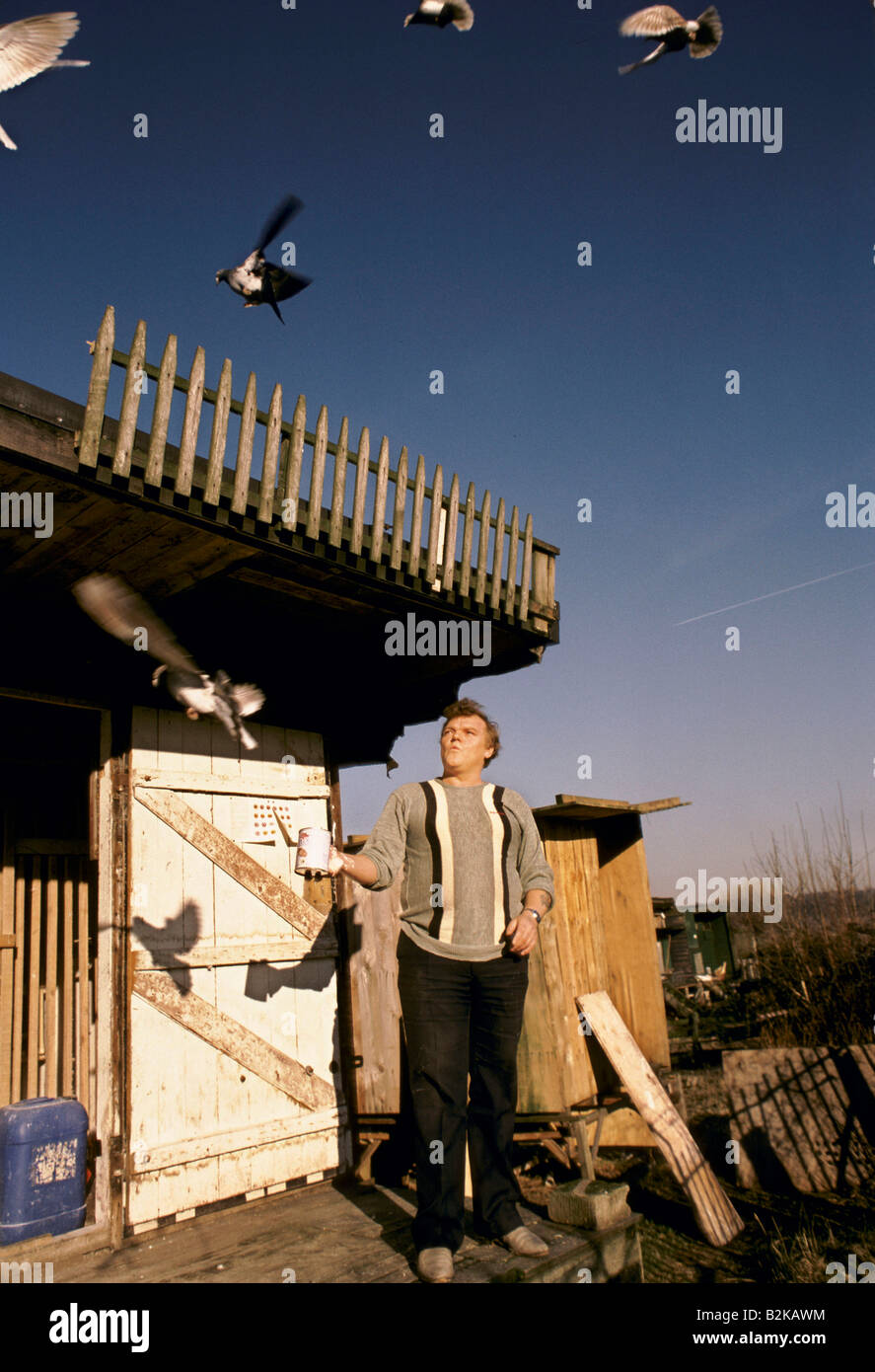man releasing pigeons from loft in England, UK Stock Photo - Alamy