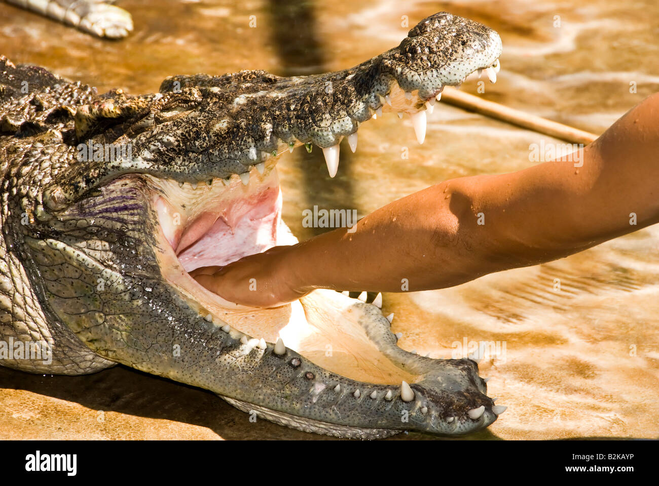 Animal image taken crocodile farm hi-res stock photography and images ...
