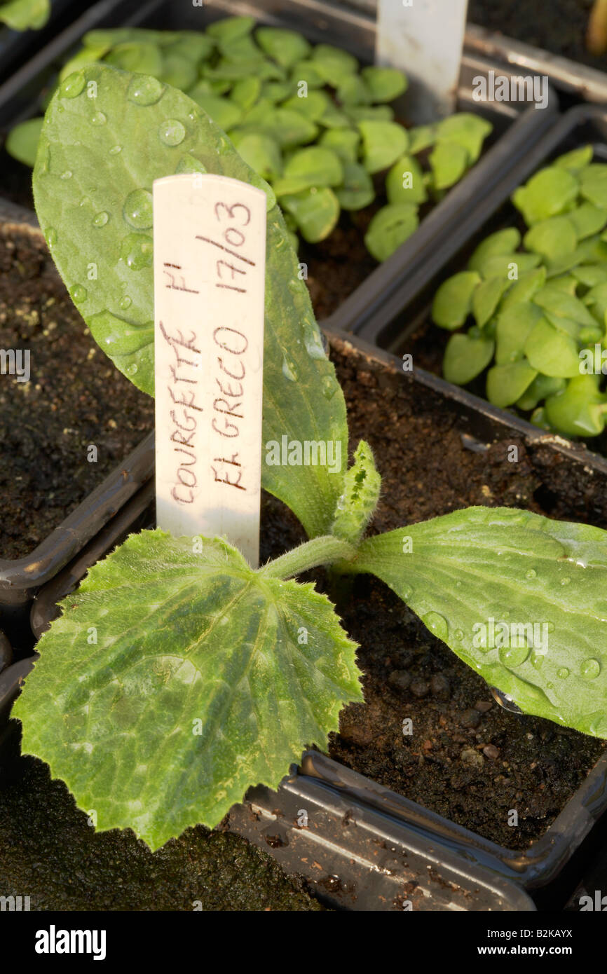 Courgette container garden hi-res stock photography and images - Alamy