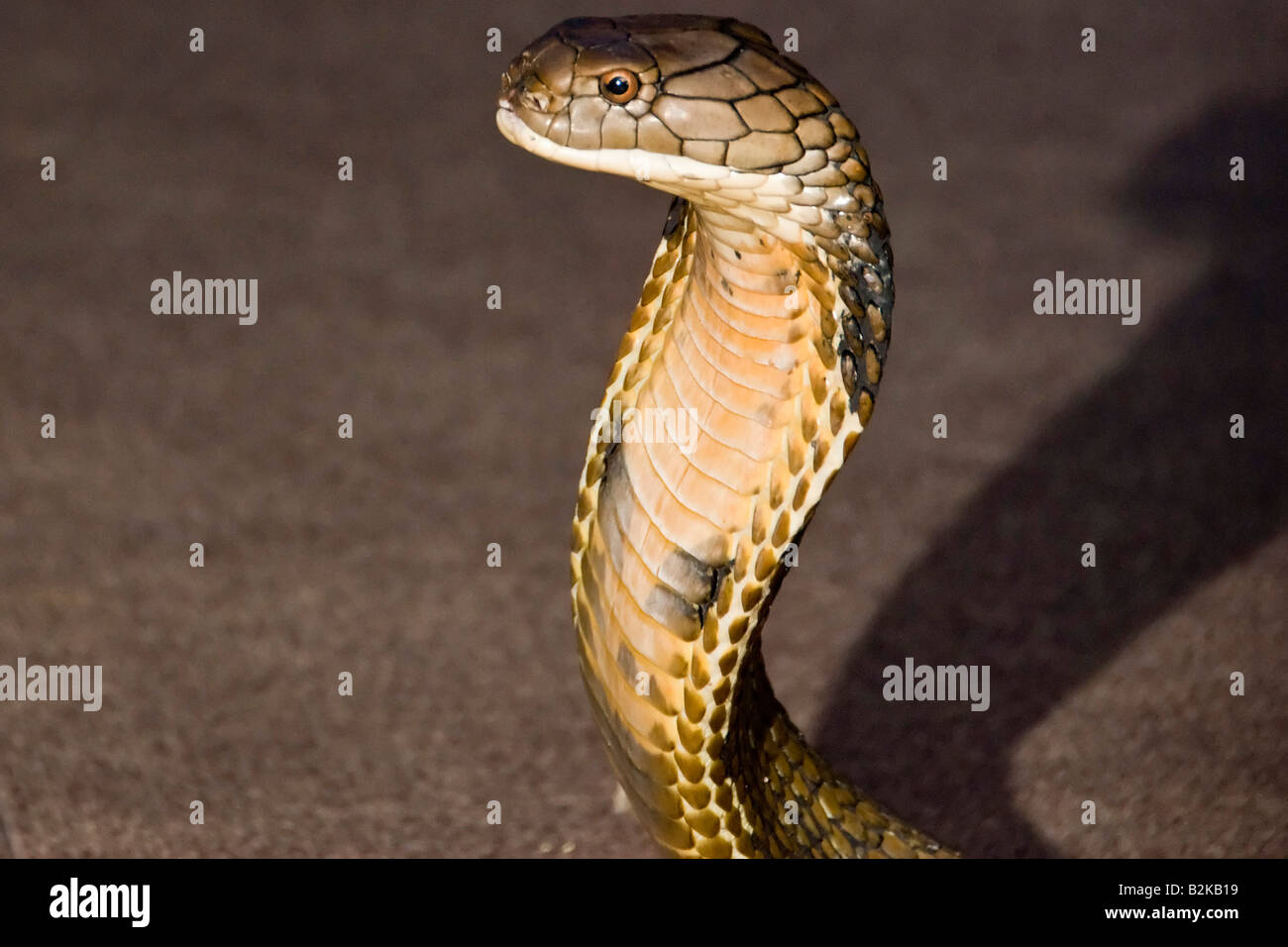 Cobra farm hi-res stock photography and images - Alamy