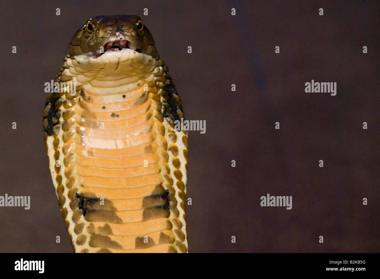 Animal Image taken at Crocodile Farm Samui Island Thailand King Cobra ...