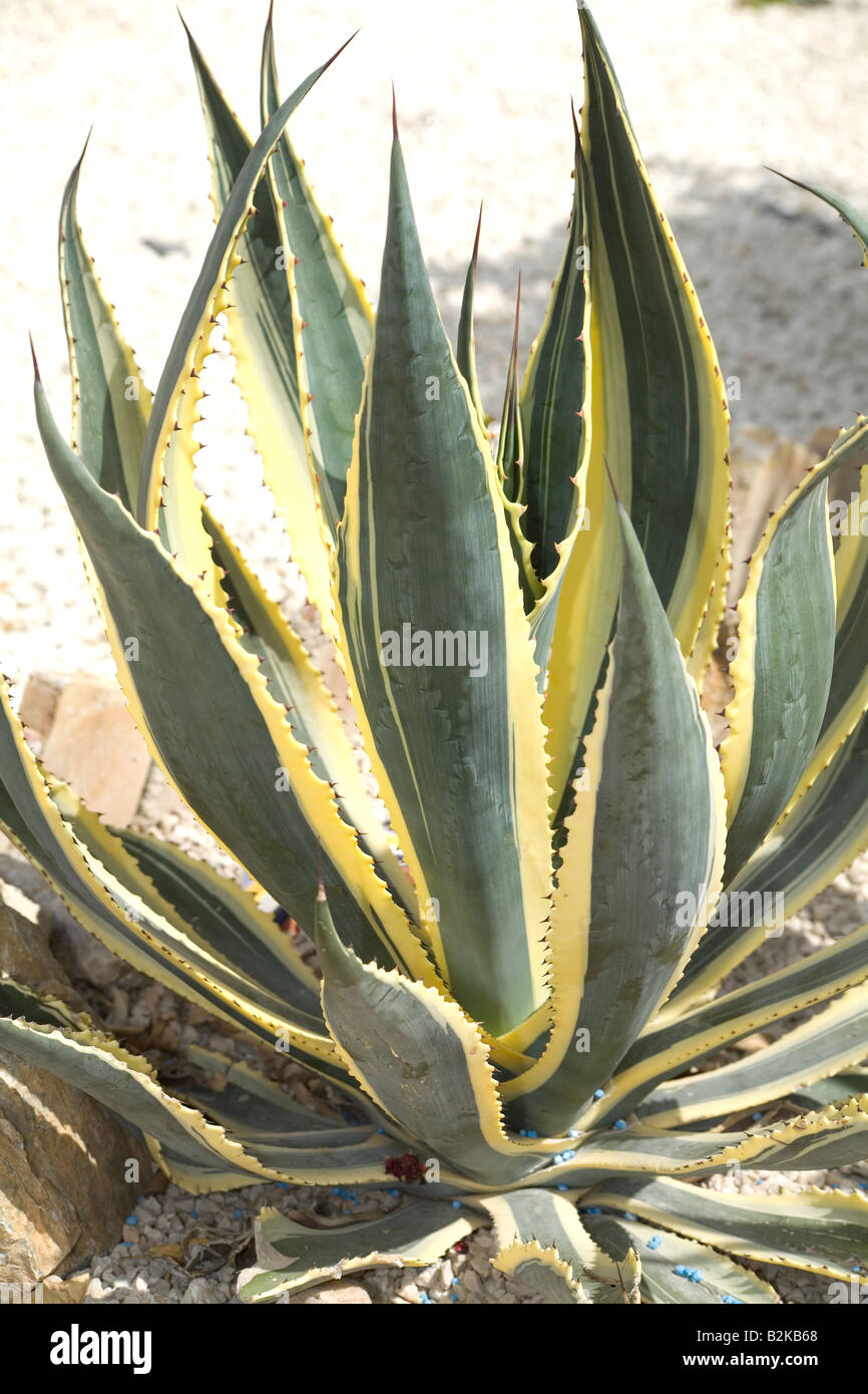 Cactus Agave americana striata Stock Photo - Alamy