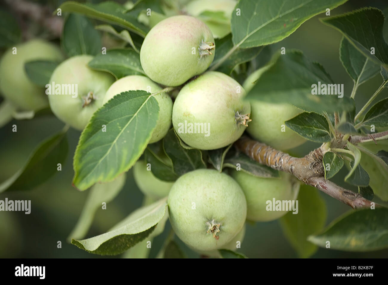 Green apples growing on an apple tree Stock Photo - Alamy