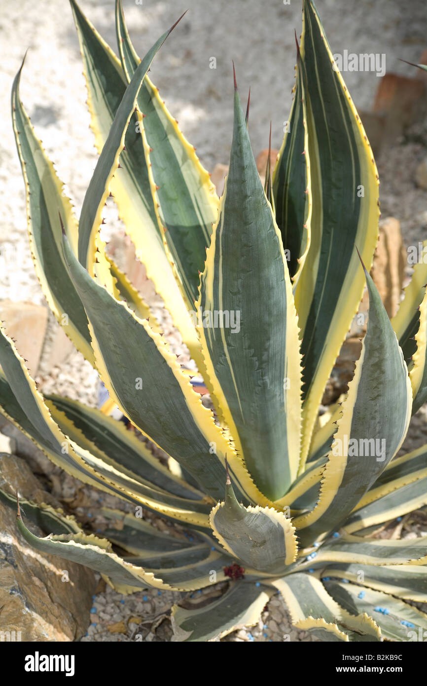 Cactus Agave Americana striata Stock Photo - Alamy