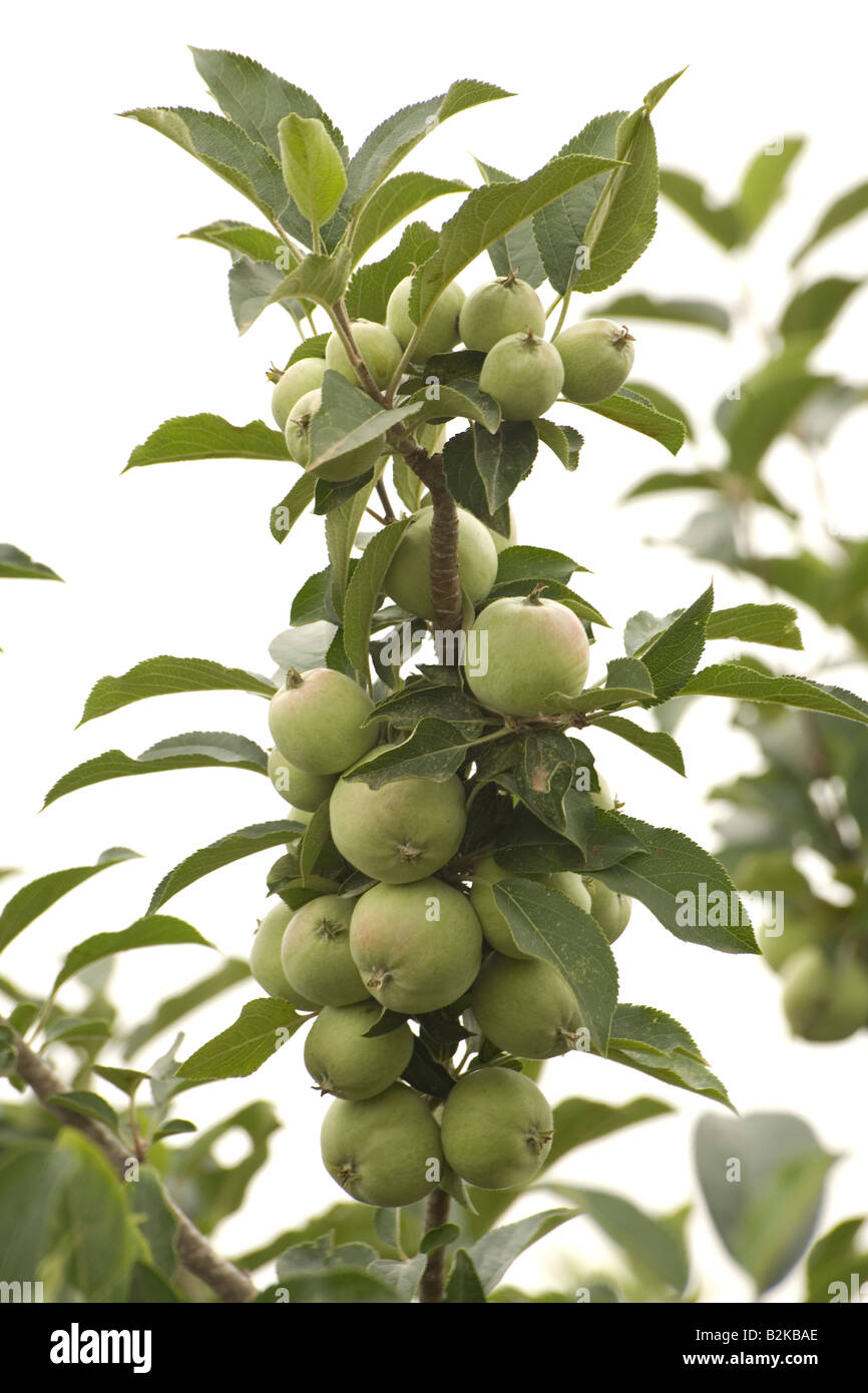 Green apples growing on an apple tree Stock Photo - Alamy