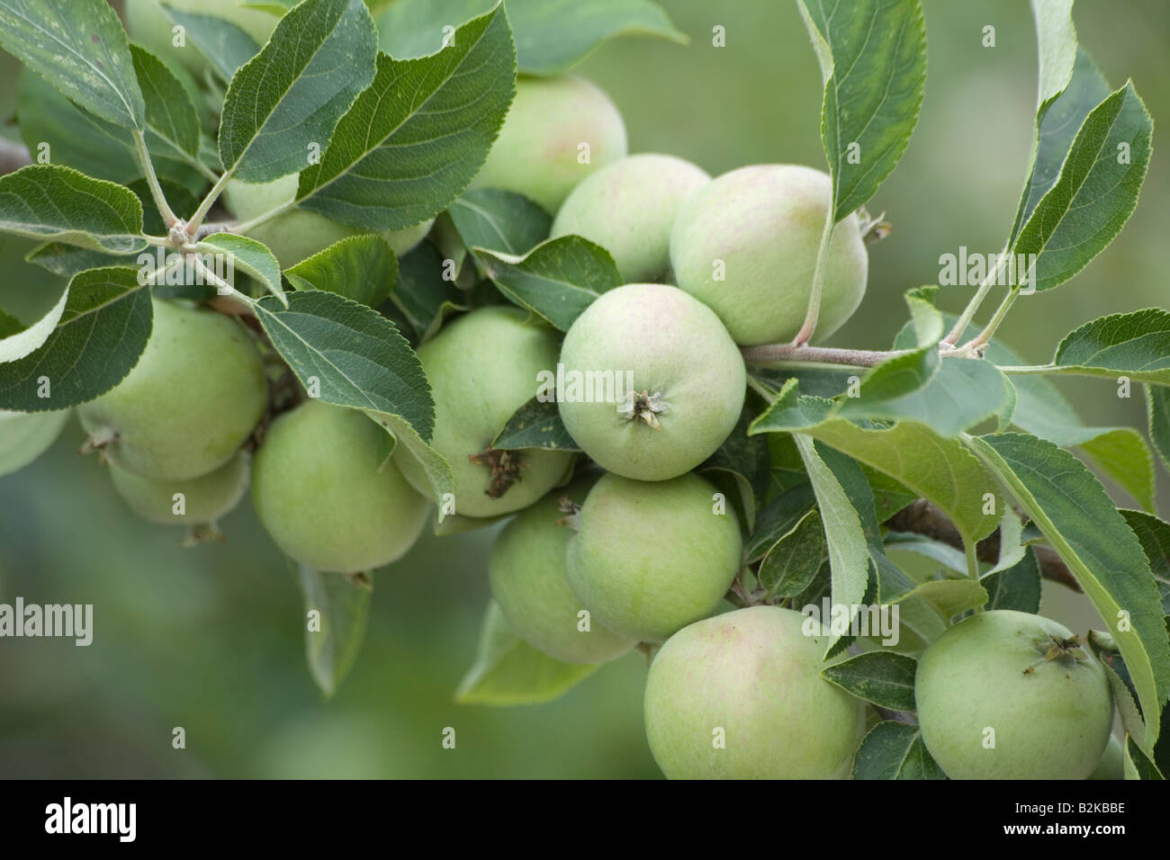 Green apples growing on an apple tree Stock Photo - Alamy