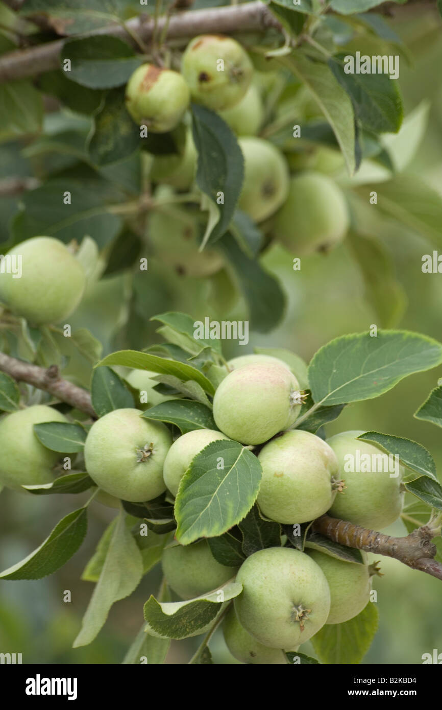 Green apples growing on an apple tree Stock Photo - Alamy