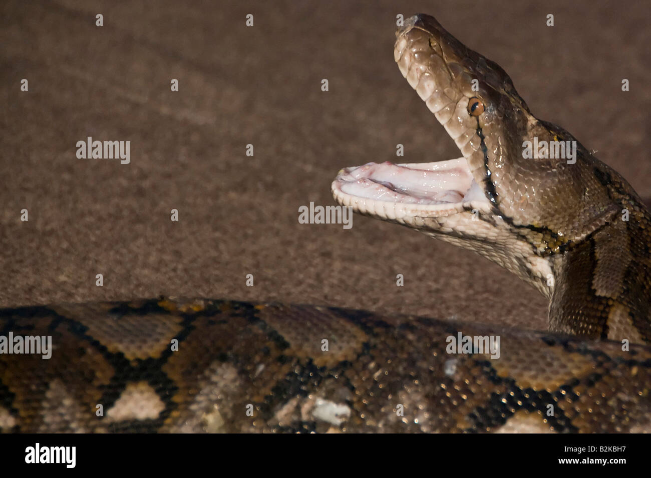 Animal Image taken at Crocodile Farm Samui Island Thailand Python Stock ...