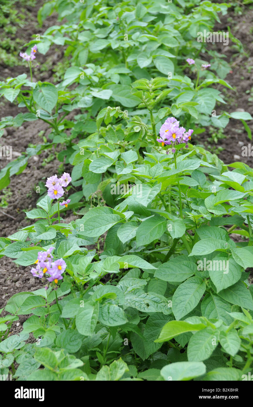 Organic potato crop in flower Stock Photo - Alamy