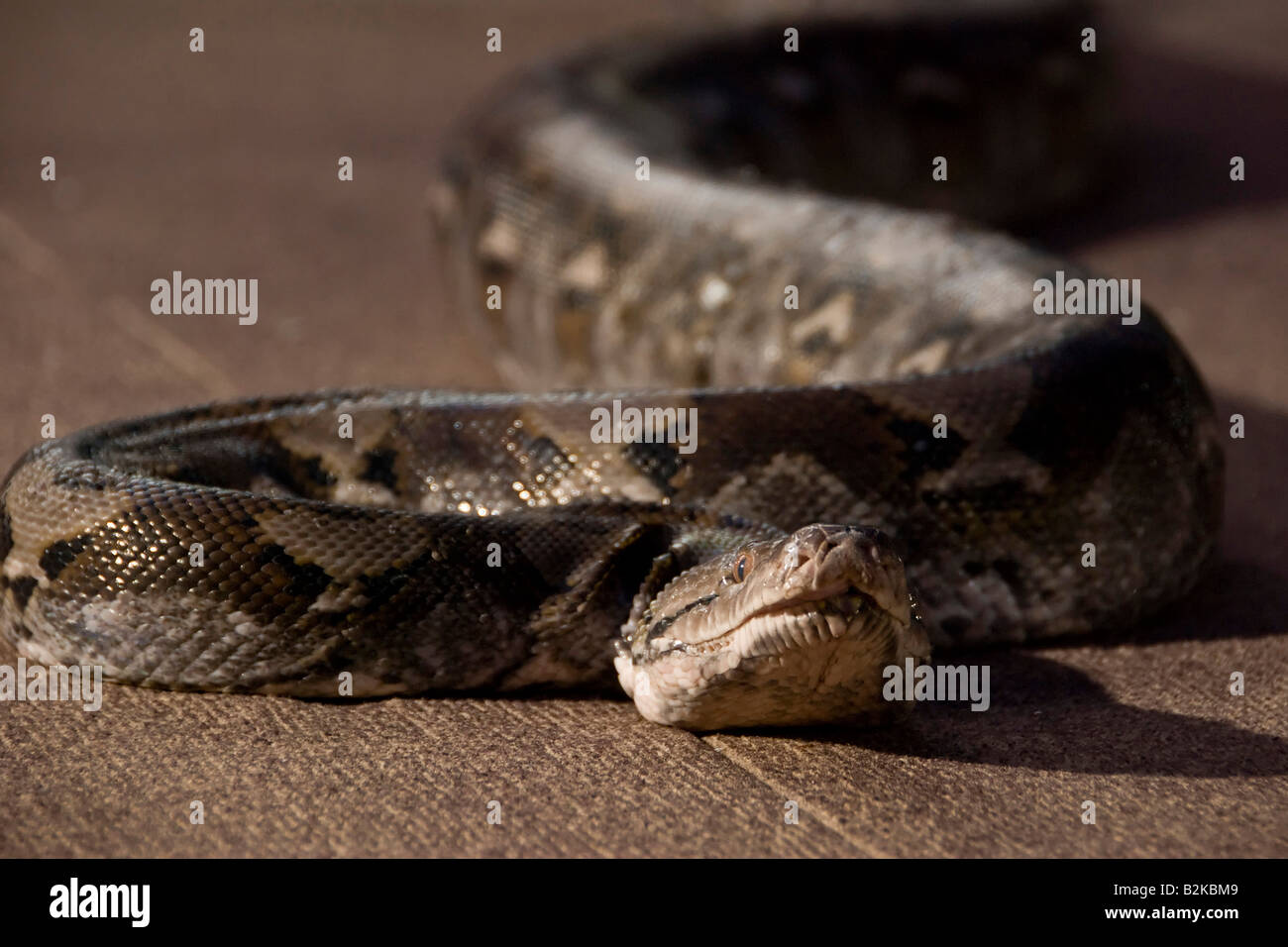 Python hi-res stock photography and images - Alamy