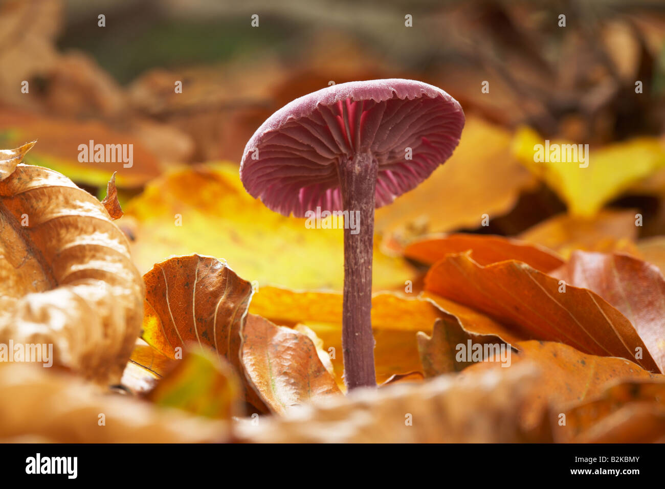 The deceiver uk hi-res stock photography and images - Alamy
