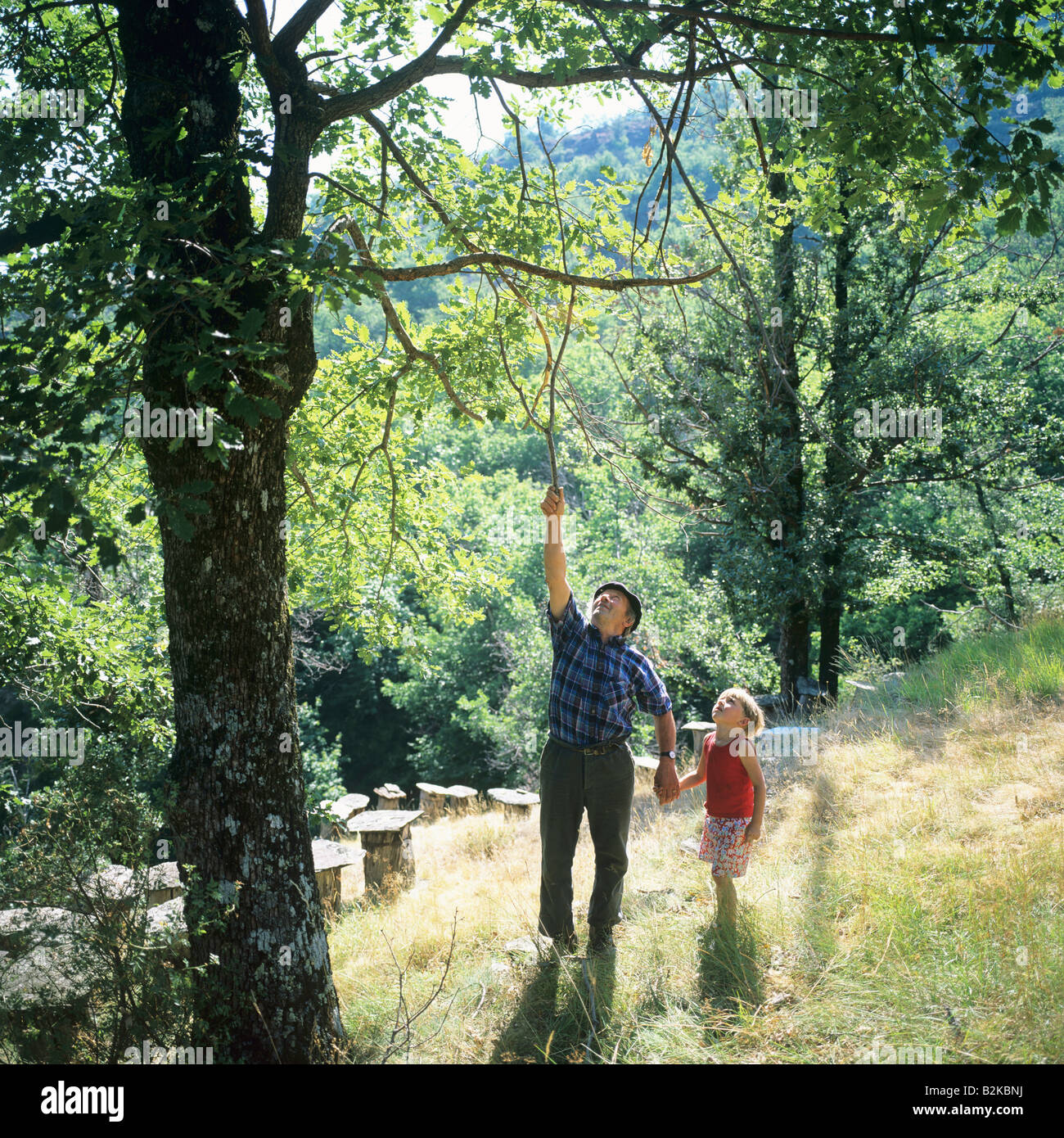 Man with little boy shaking a chestnut tree and apiary site in the ...
