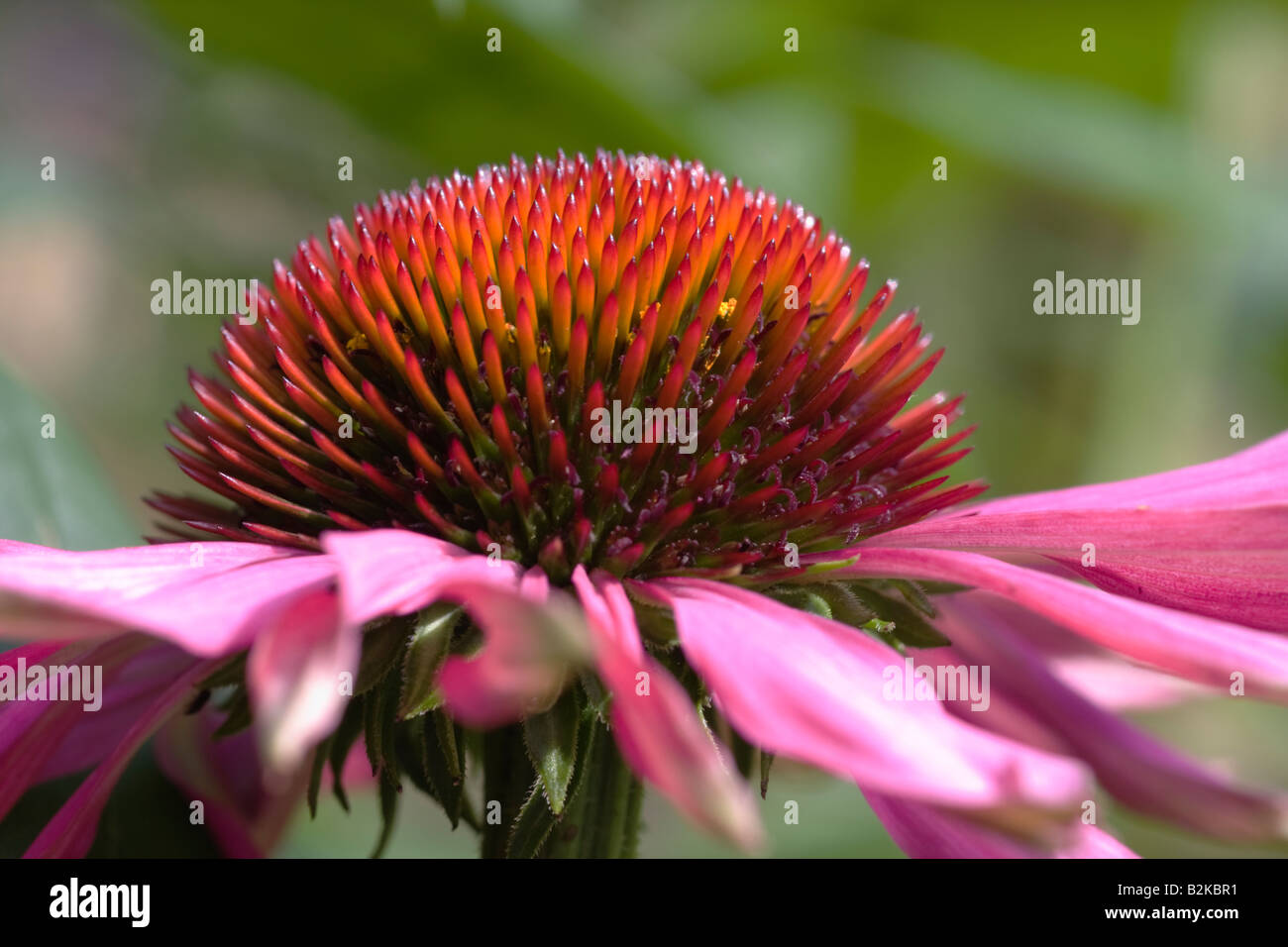 Closeup of the flower of a purple coneflower Echinacea purpurea Stock Photo - Alamy