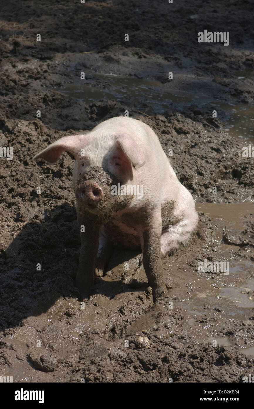 Freerange pig sitting in mud A real hog s heaven July 2008 Stock Photo ...