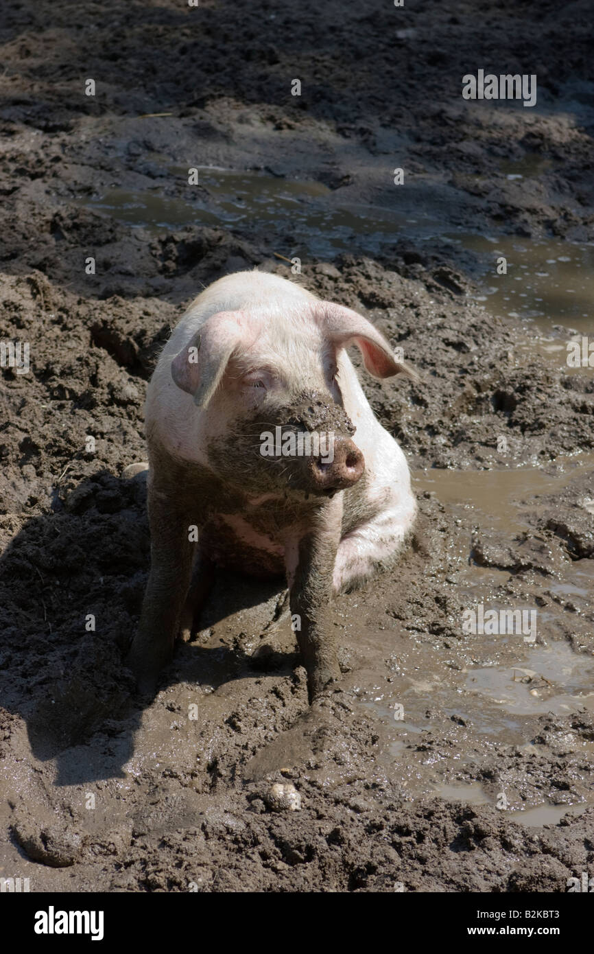 Freerange pig sitting in mud A real hog s heaven July 2008 Stock Photo ...