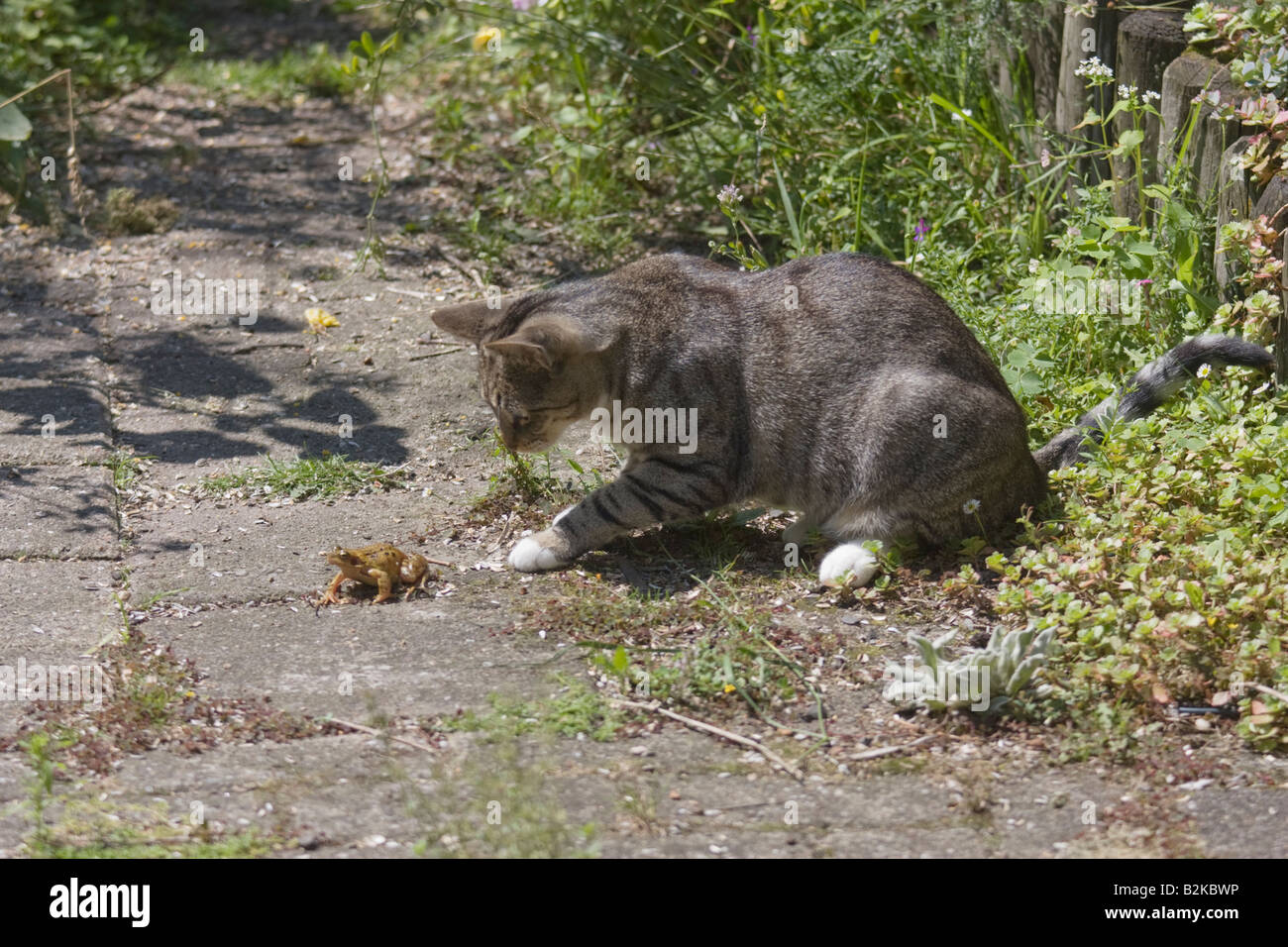 Frog and cat hi-res stock photography and images - Alamy