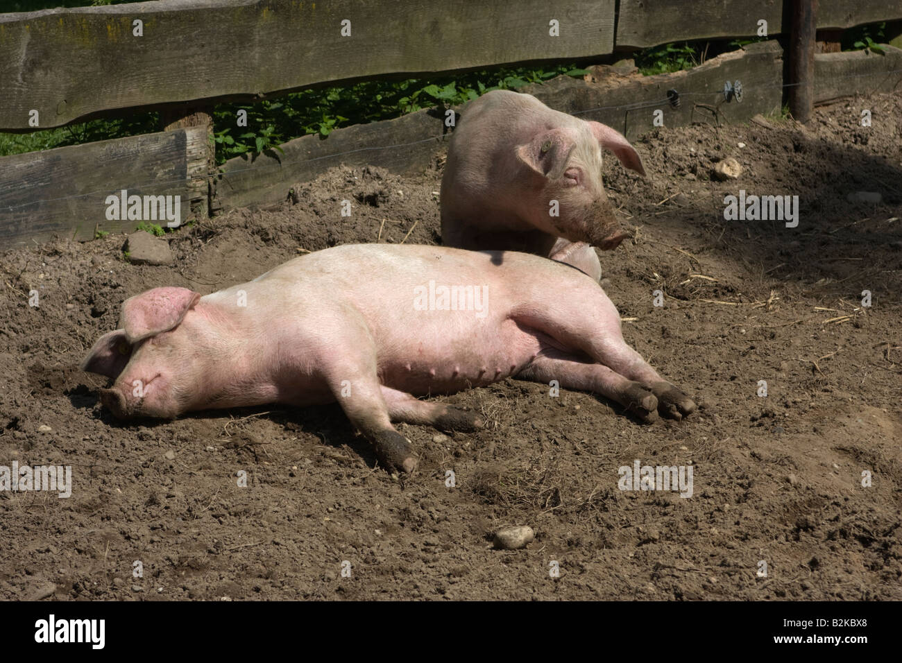 Freerange pigs sleeping in the mud A real hog s heaven. July 2008 Stock ...