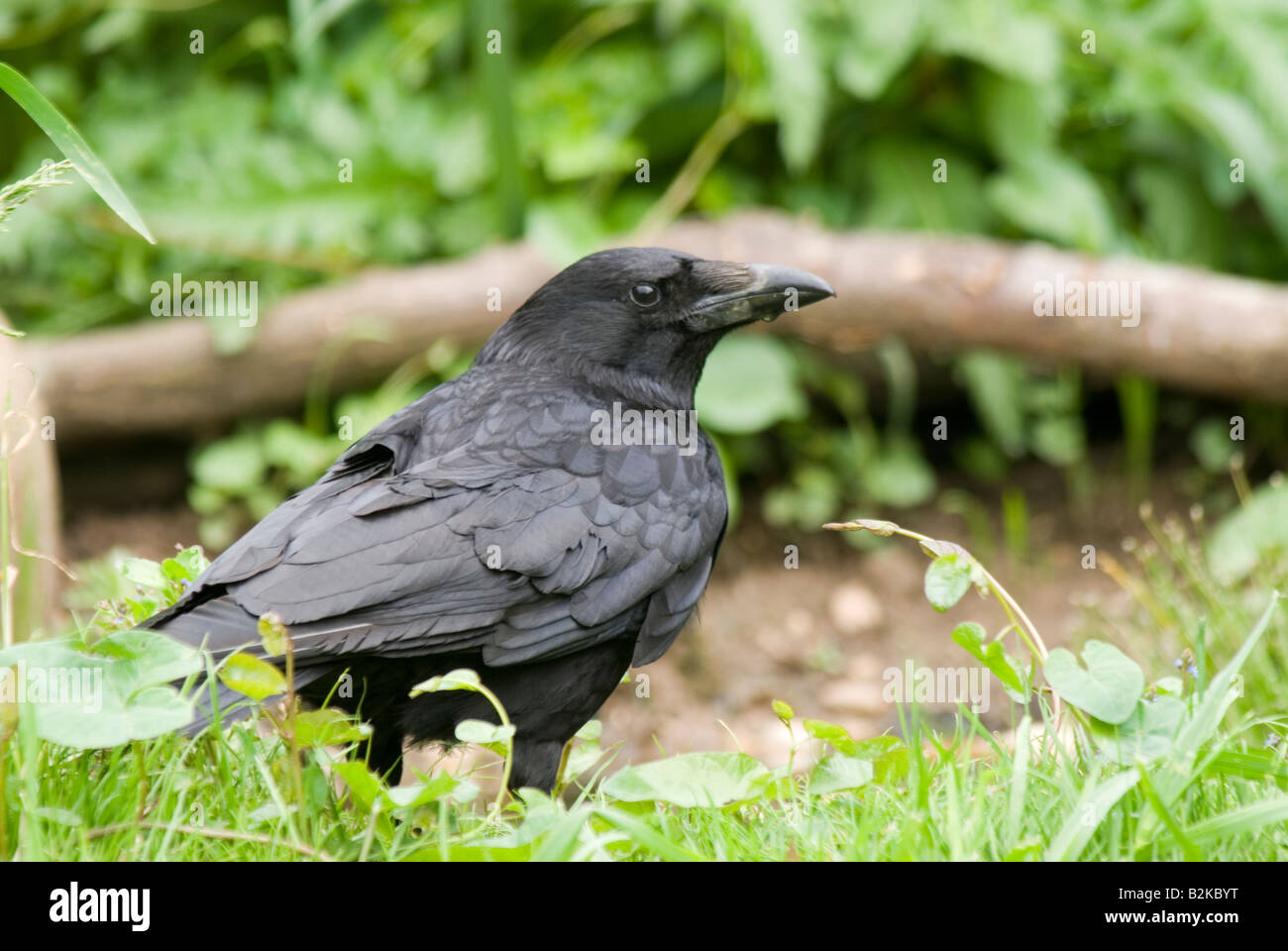 Carrion Crow at pond edge Stock Photo - Alamy