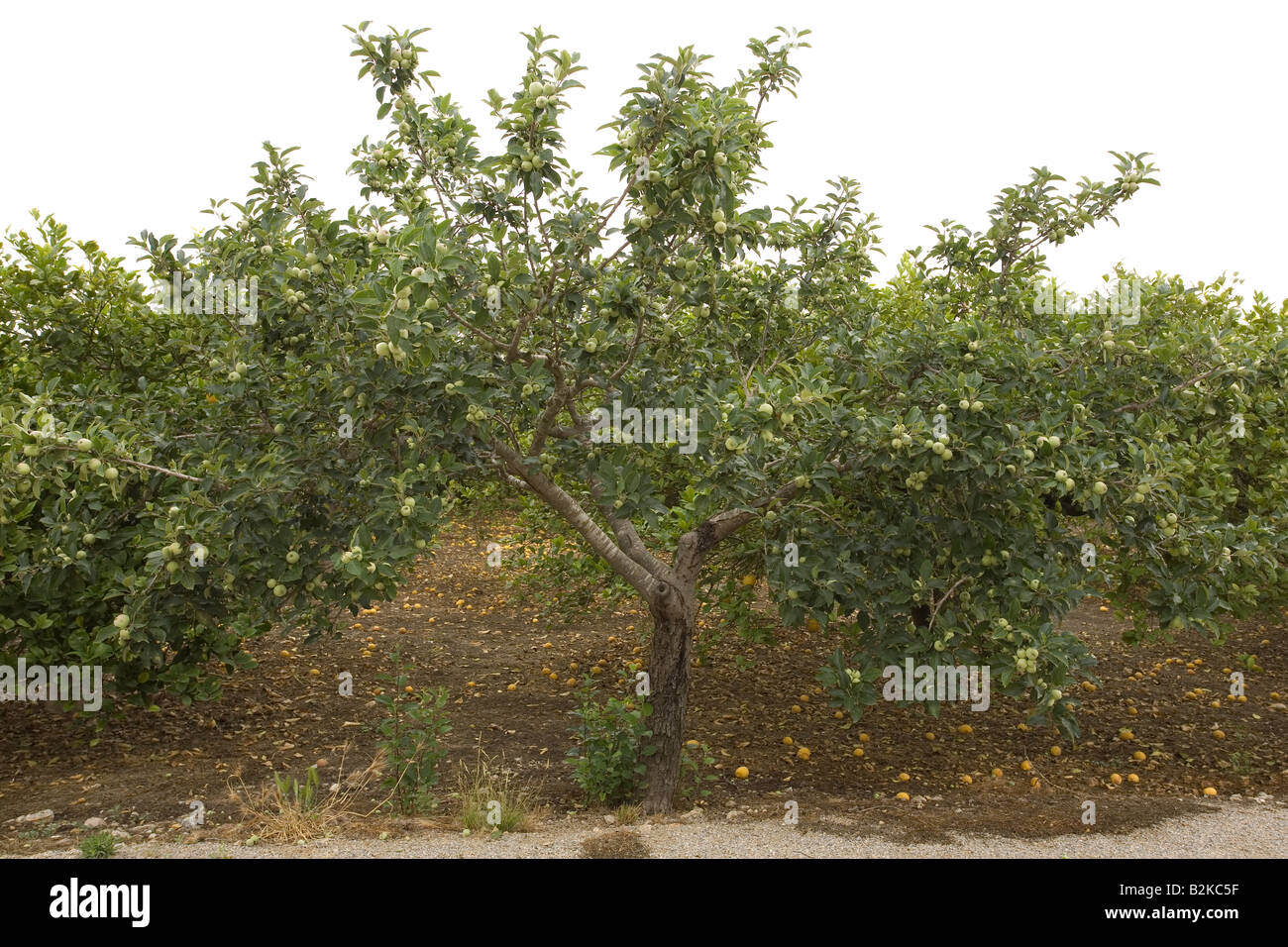 Growing on apple tree hi-res stock photography and images - Alamy