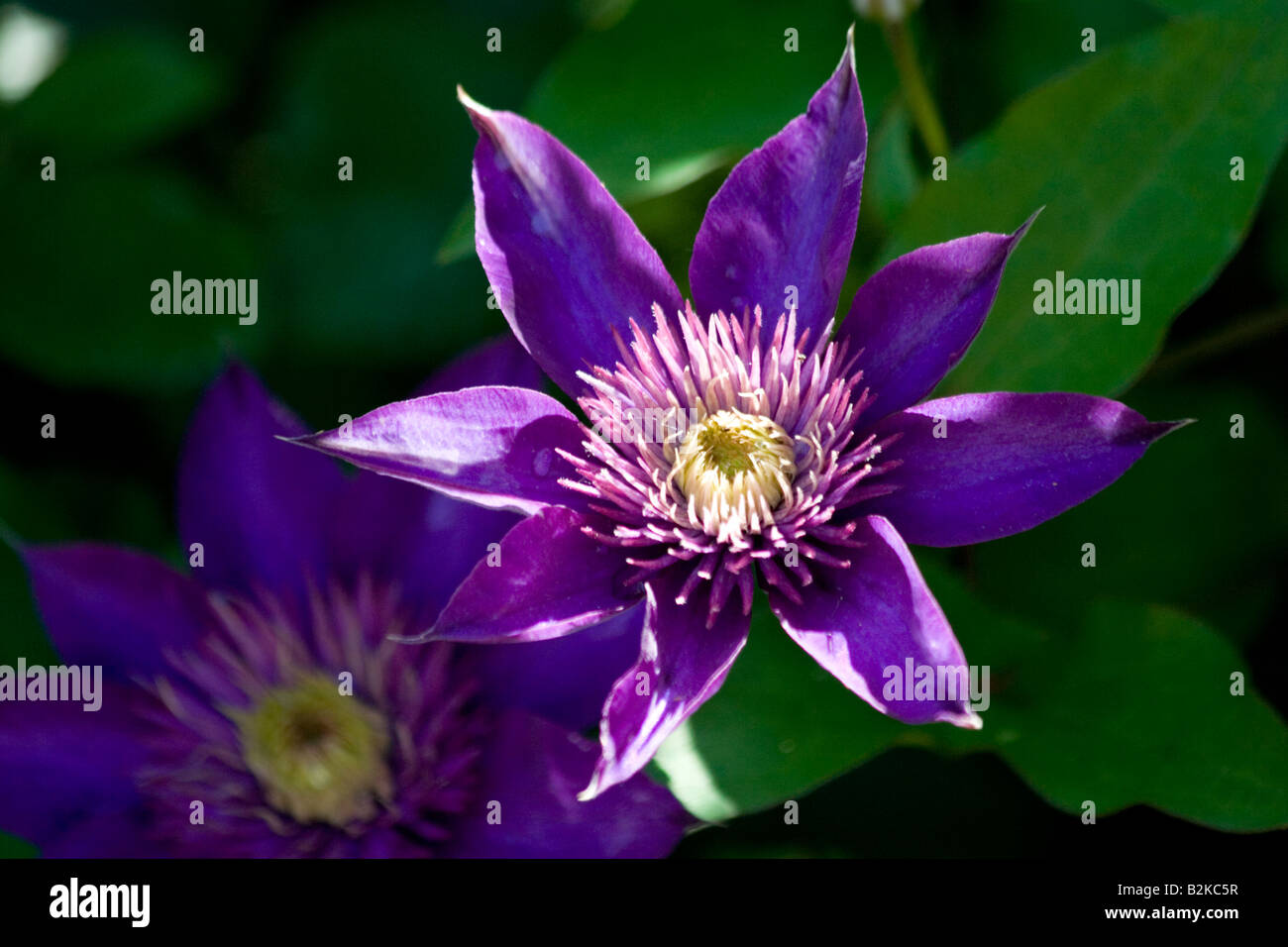 Alamy flower photography hi-res stock photography and images - Alamy