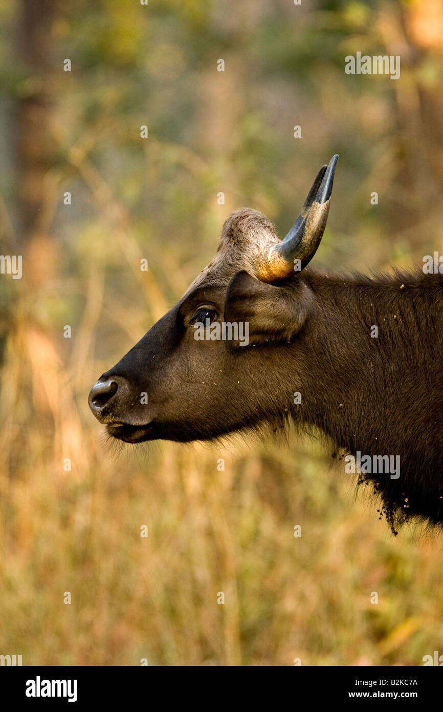 Head shot of a Gaur in Kanha national park Stock Photo - Alamy