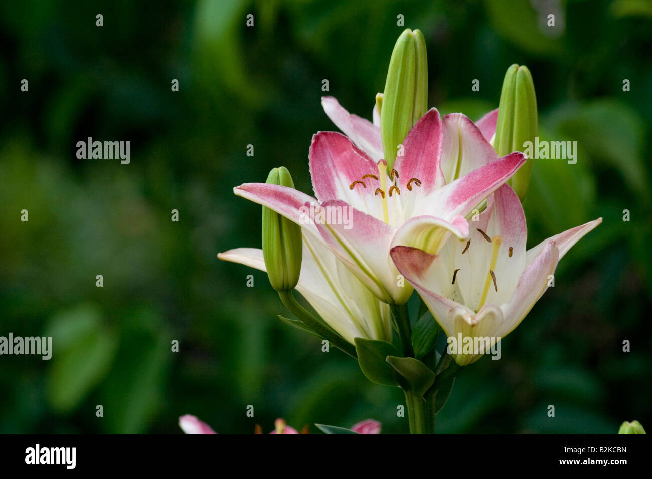 Pink matter hi-res stock photography and images - Alamy