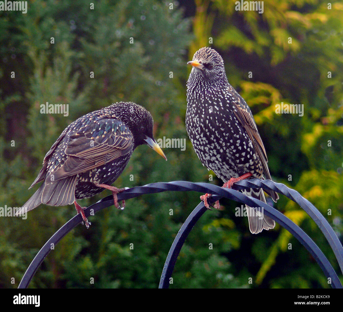 STARLINGS. Sturnidae. BIRD Stock Photo - Alamy