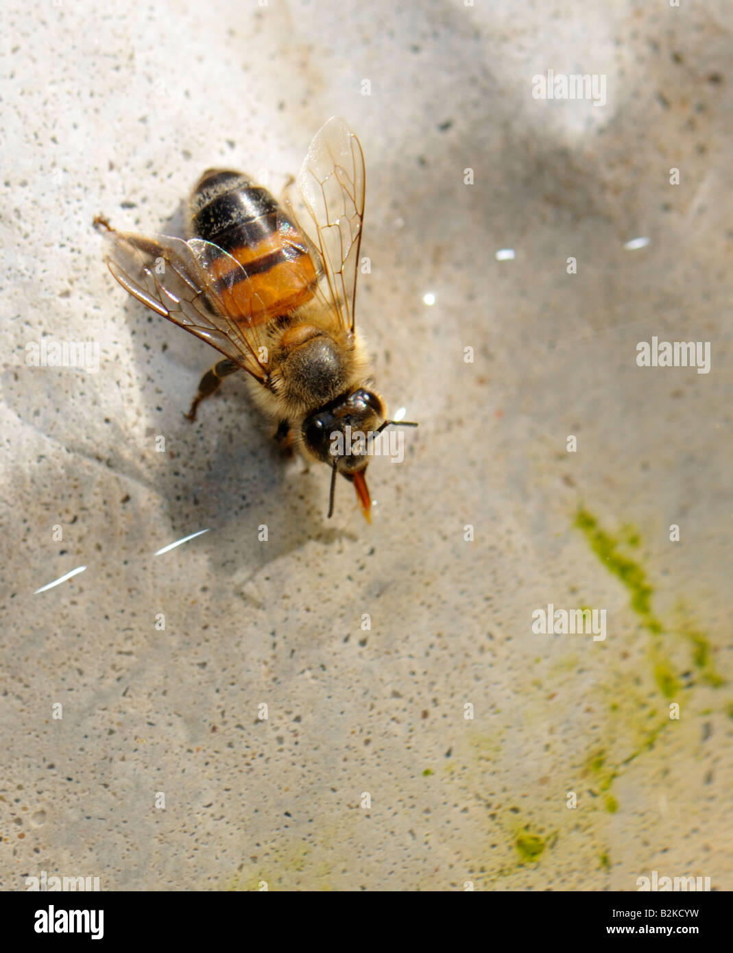 Bee Drinking Water Stock Photos & Bee Drinking Water Stock Images - Alamy