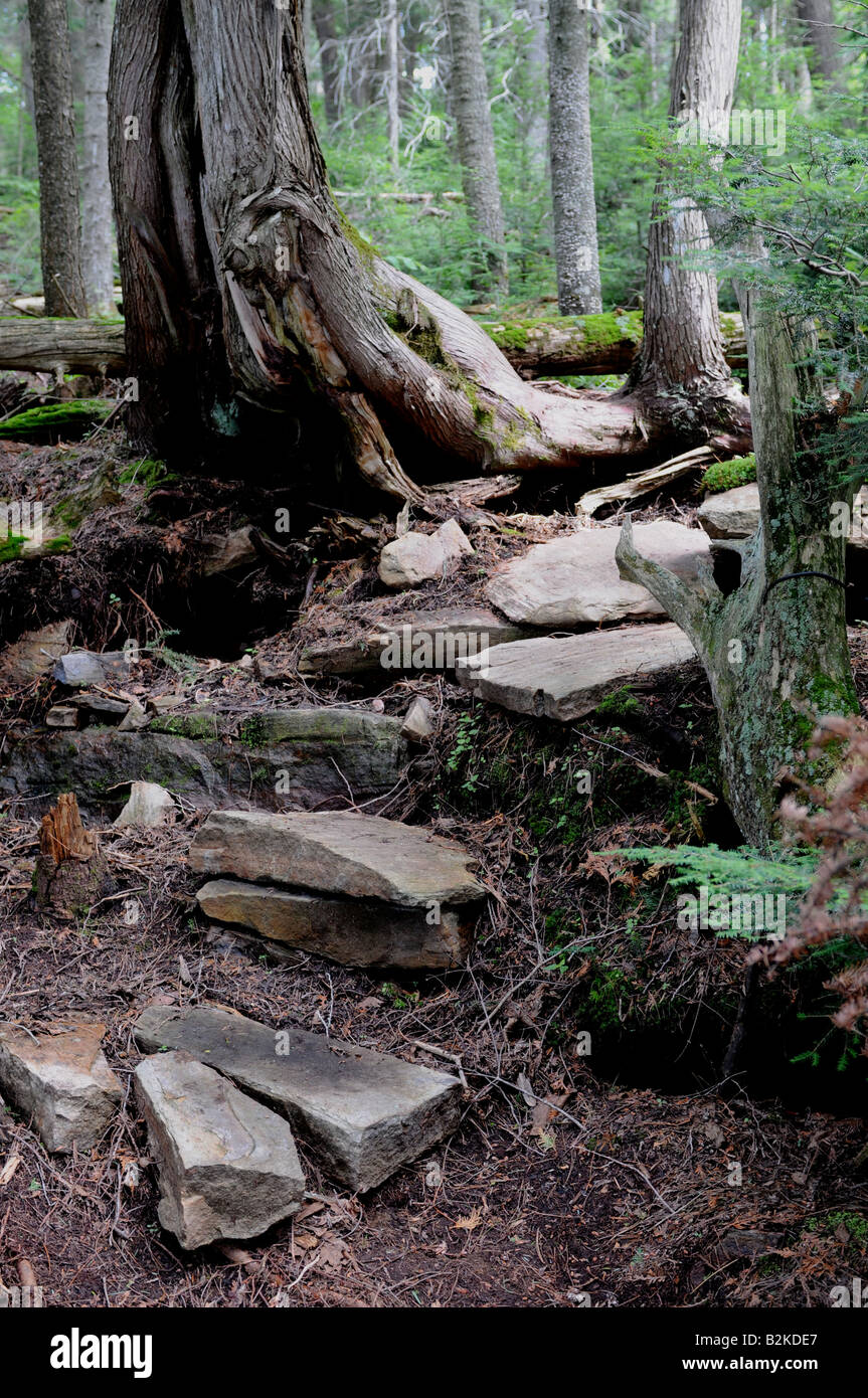 Stone steps along an arboreal forest path, Algonquin Park, Ontario ...