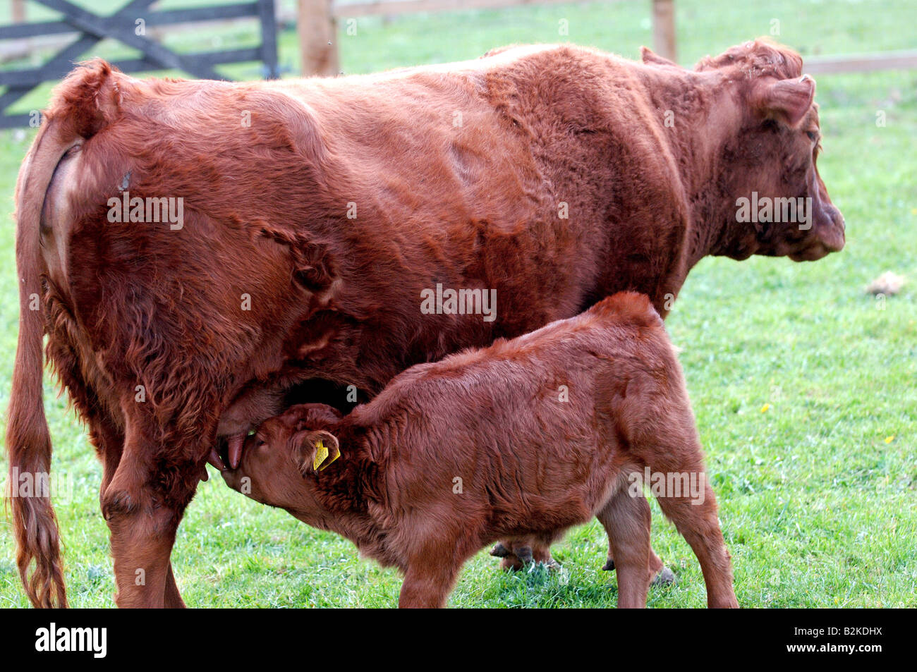 cow and calf Stock Photo - Alamy