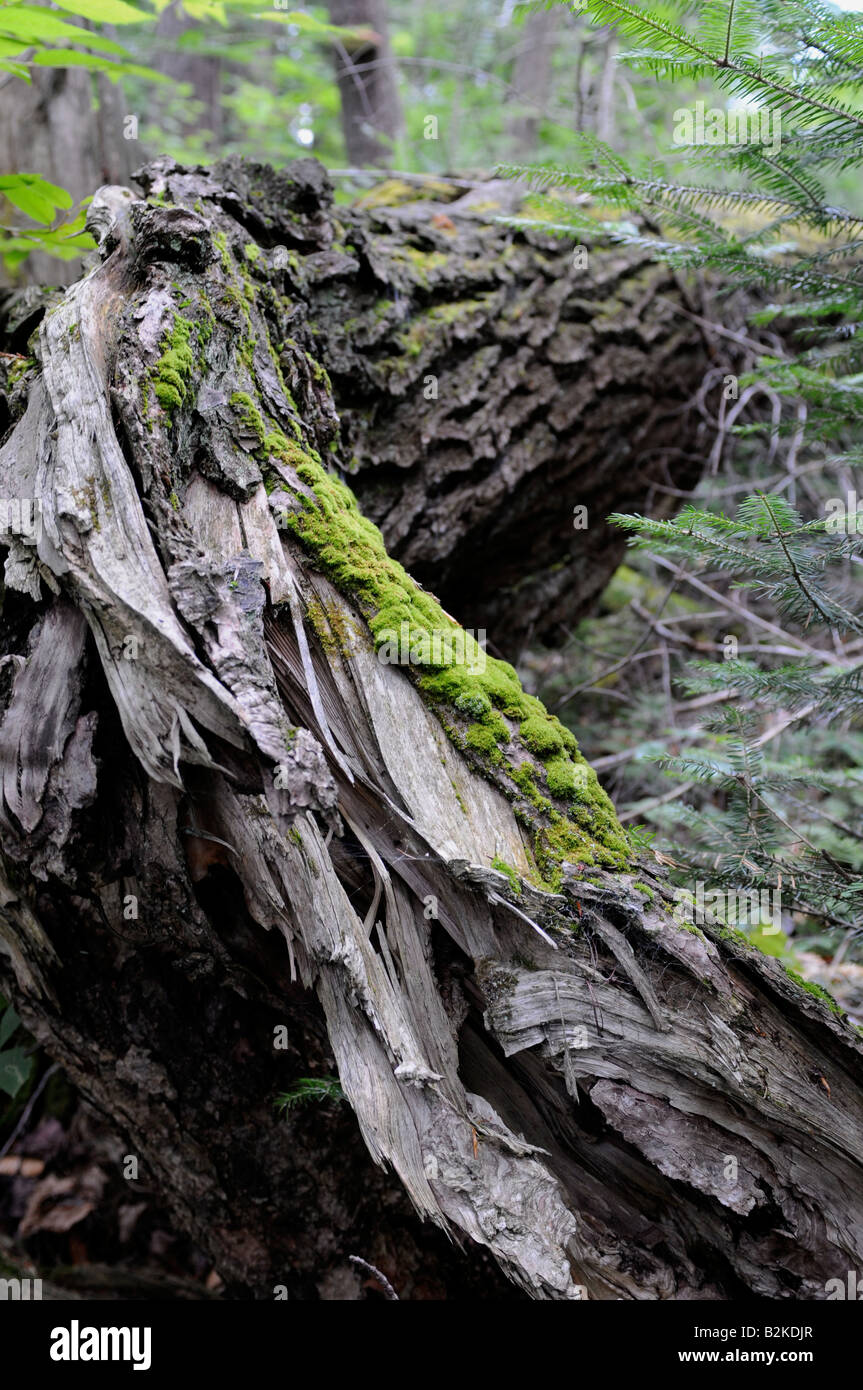 Forest floor, Algonquin Park, Ontario, Canada Stock Photo - Alamy