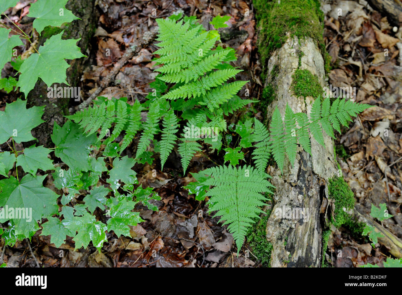 Northern ontario provincial parks hi-res stock photography and images ...