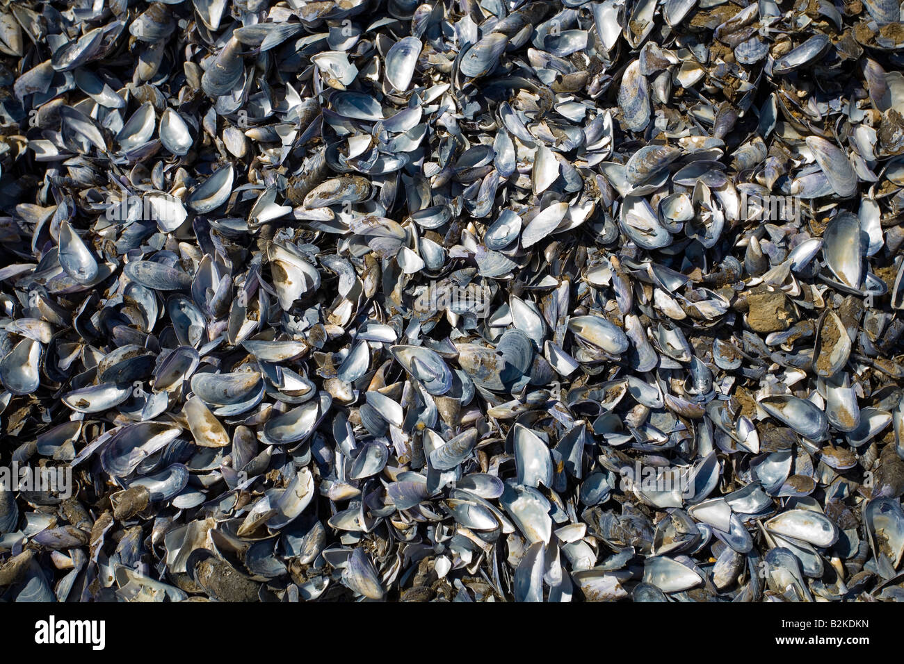 Blue mussel shells (Mytilus edulis Stock Photo - Alamy