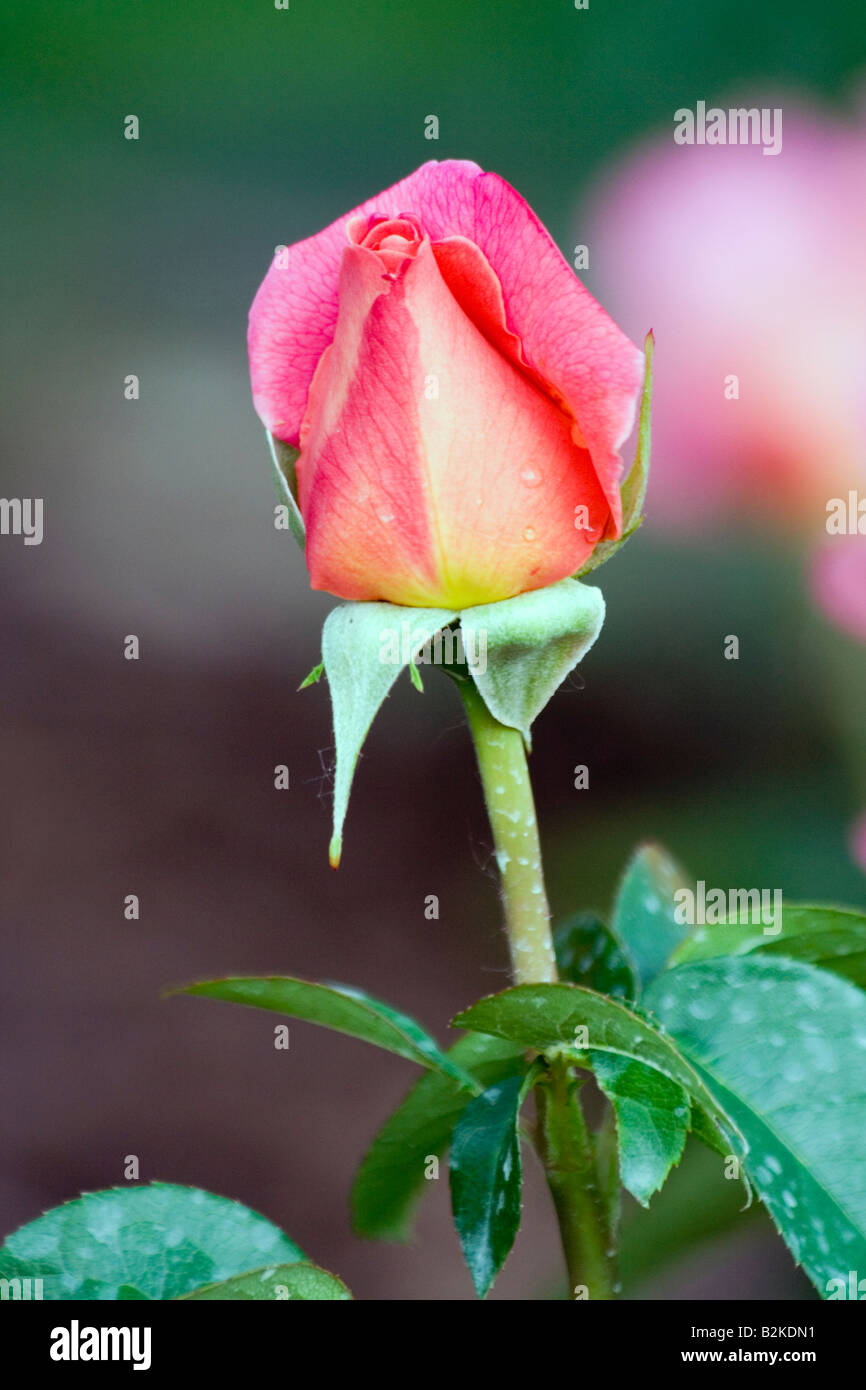 Rose livin’ easy hi-res stock photography and images - Alamy