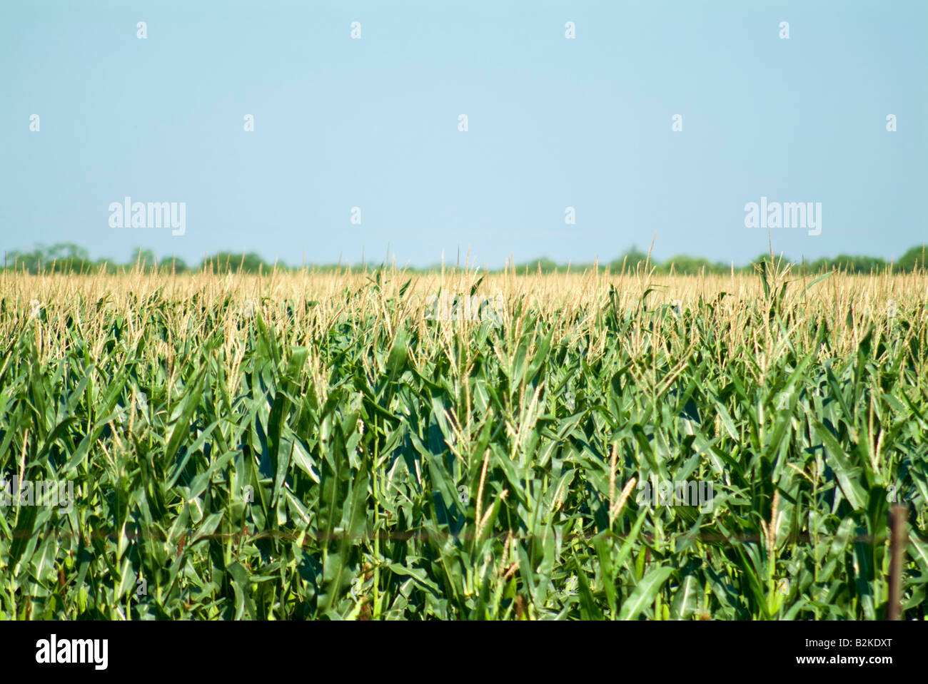 Cornfield backdrop hi-res stock photography and images - Alamy