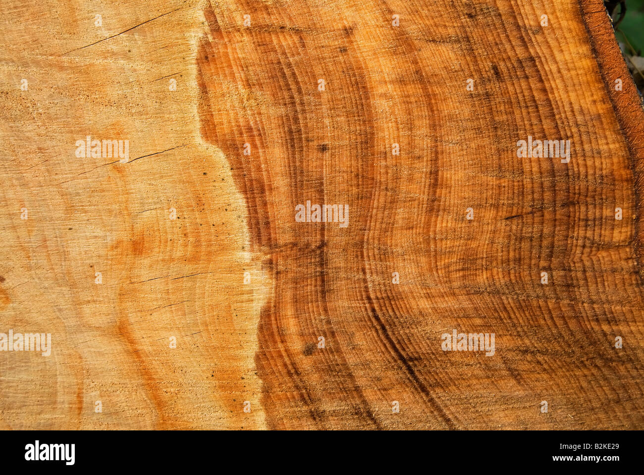 Wood rings hi-res stock photography and images - Alamy