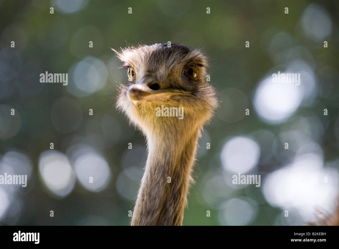 Close up of an ostrich head Stock Photo - Alamy