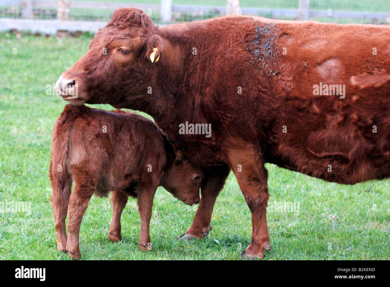 calf and cow Stock Photo - Alamy