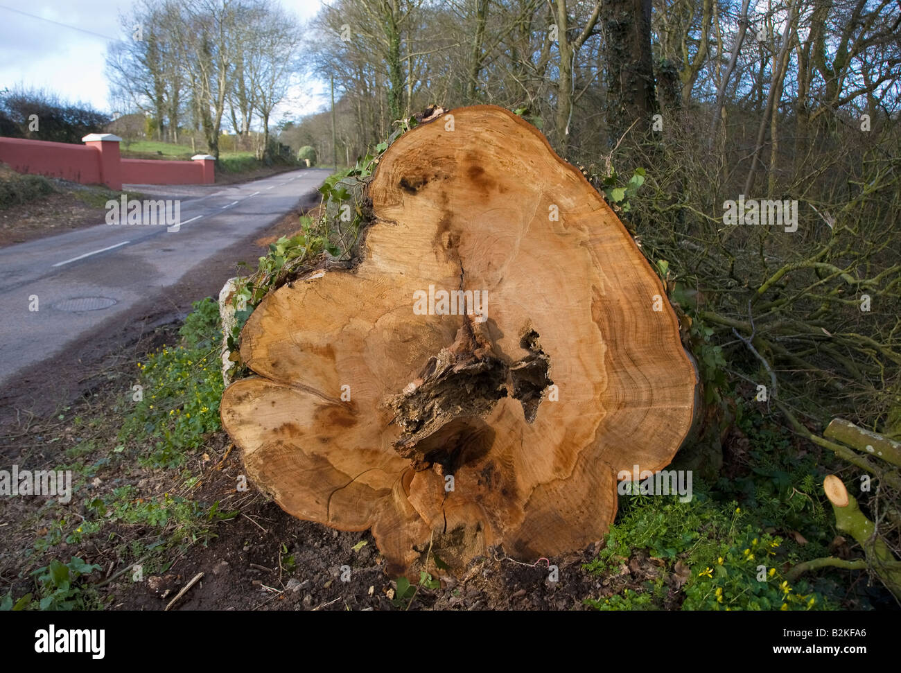 Felled Tree Bough, Showing Growth Rings, Blarney, County Cork, Ireland ...