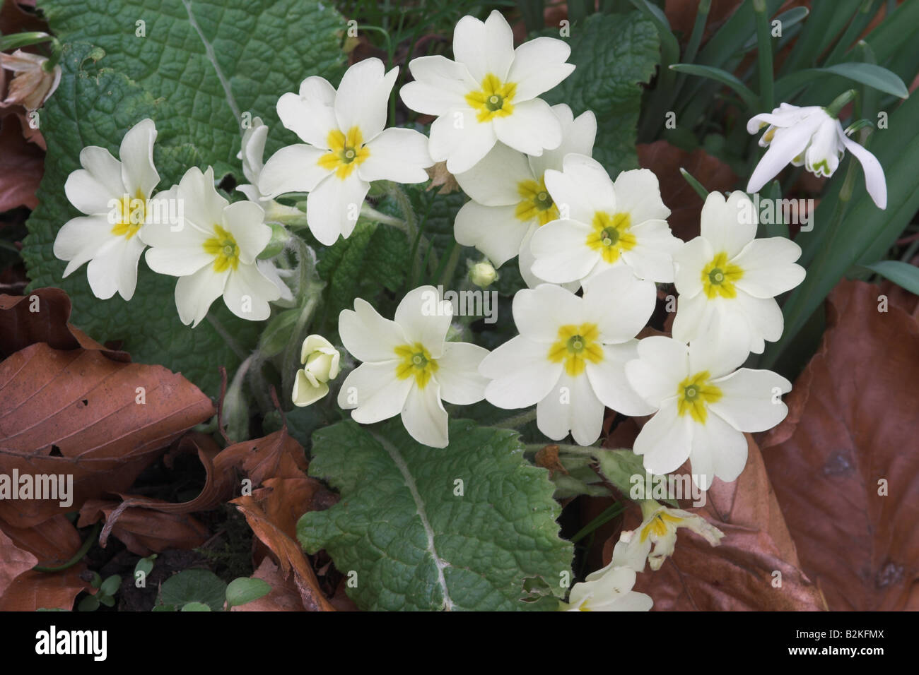 British native woodland primrose hi-res stock photography and images ...