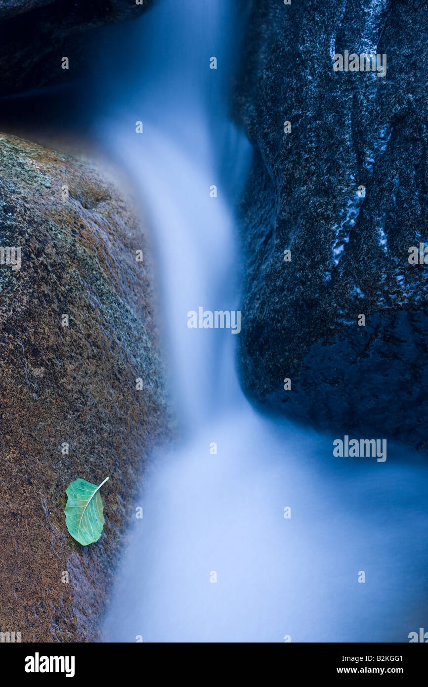 A lone Aspen leaf near Bidalveil Creek in Yosemite National Park Stock Photo - Alamy