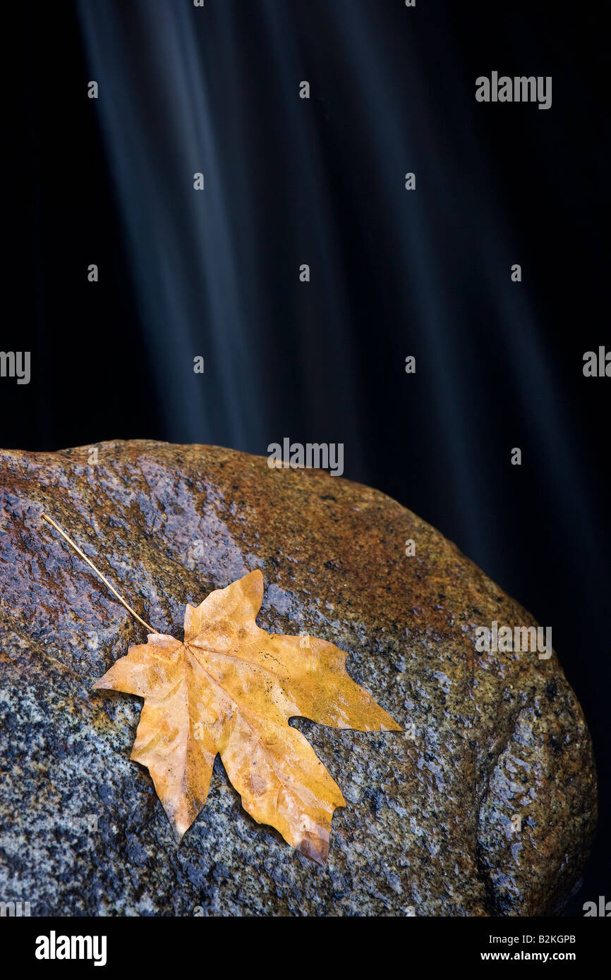 A lone Maple leaf near Bridalveil Creek in Yosemite National Park Stock ...