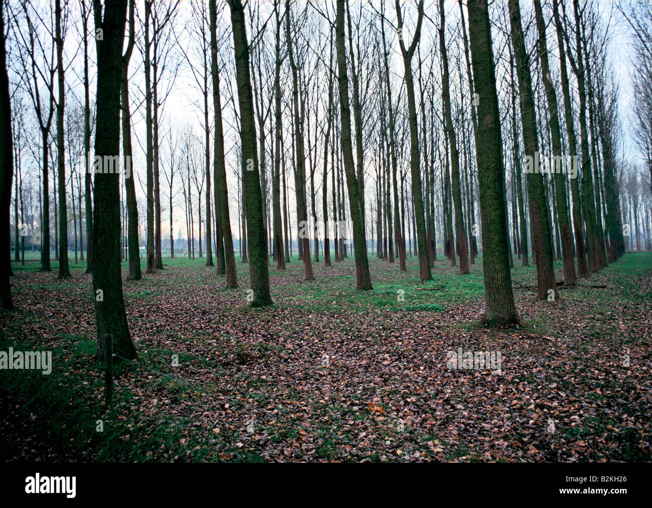 trees in amsterdam Stock Photo - Alamy