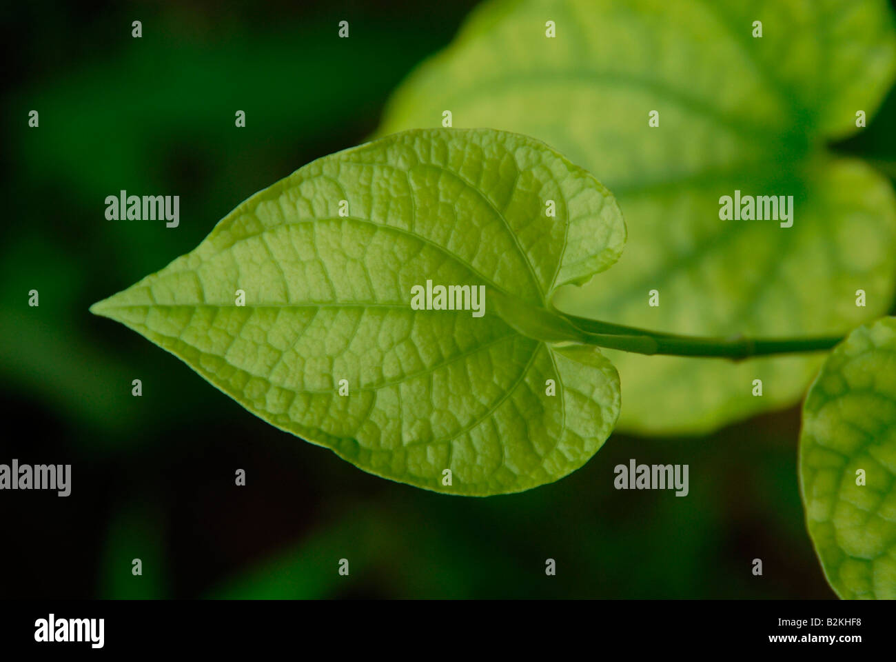 Longum hi-res stock photography and images - Alamy