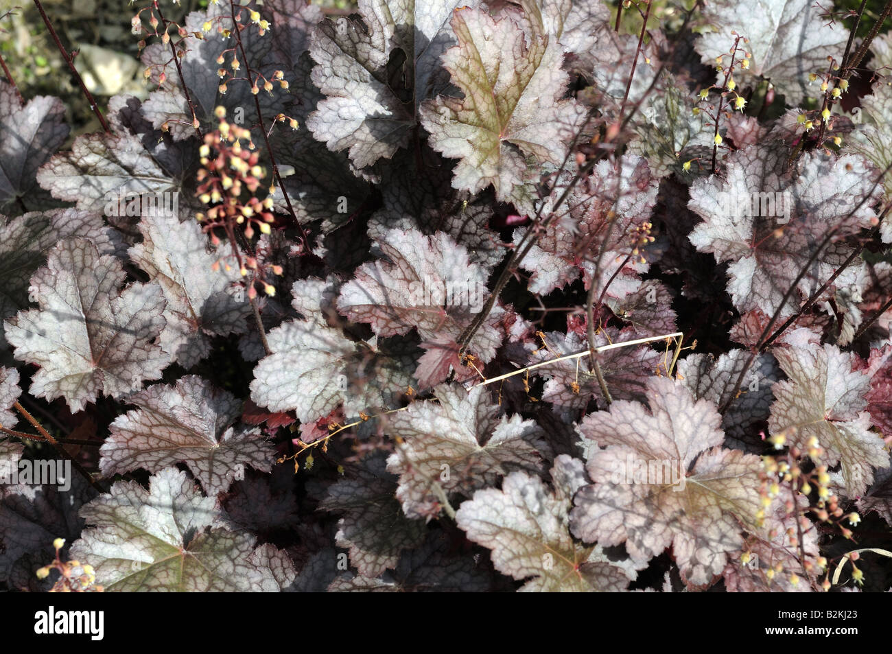 Heuchera Chocolate Ruffles Stock Photo - Alamy