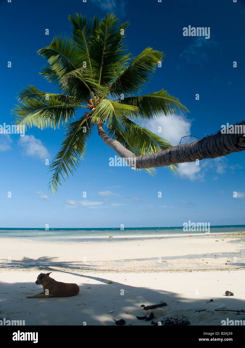 dog day afternoon under crazy angled coconut tree on Koh Phangan island ...